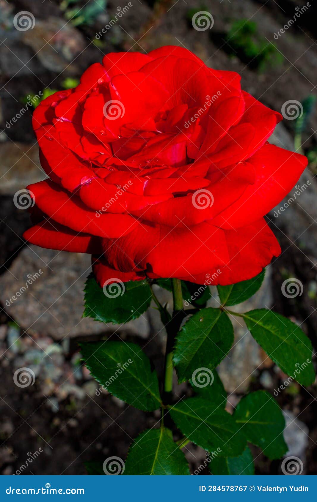 Red rose bush in the park stock image. Image of rose - 284578767