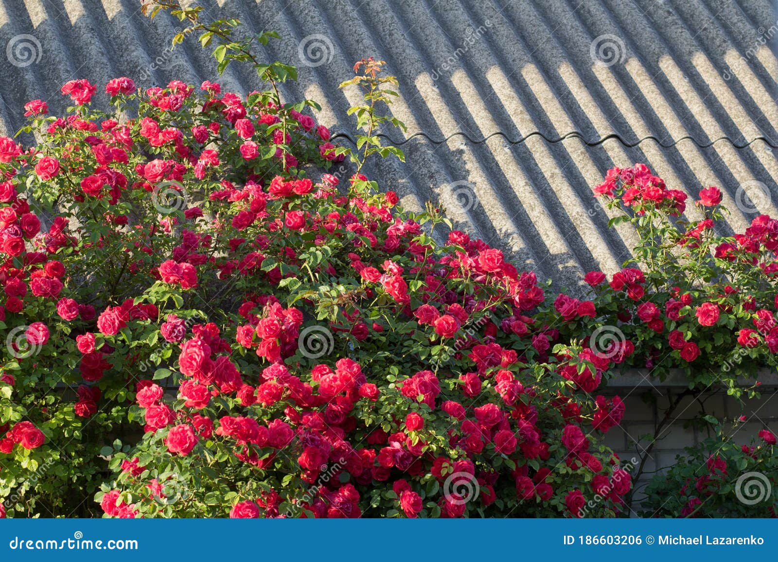Red rose Bush on the roof stock photo. Image of bush - 186603206