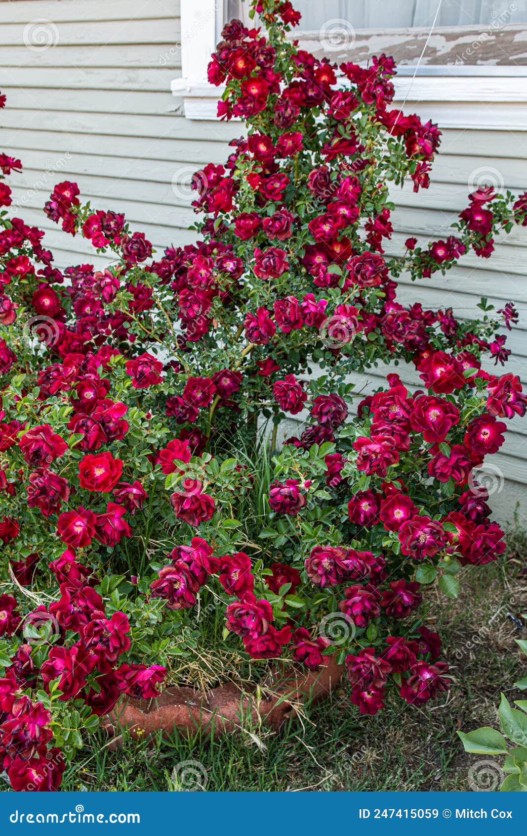 Red Rose Bush stock image. Image of garden, bush, spring - 247415059
