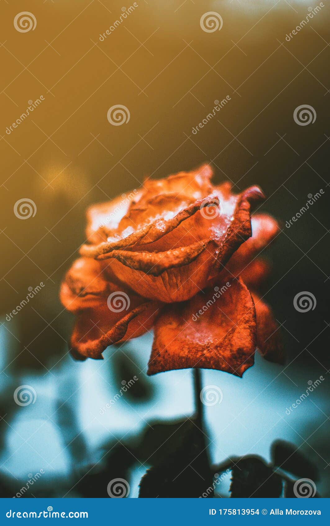 Rose in Ice and Snow in Spring Stock Photo - Image of frozen, needles ...