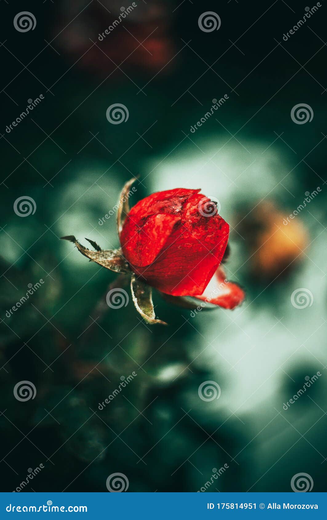 Rose in Ice and Snow in Spring Stock Image - Image of white, neglected ...