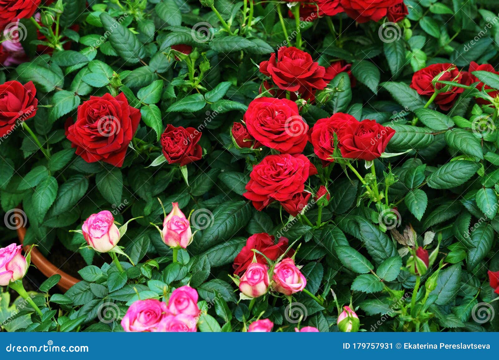 Red Rose Bush View from the Top Stock Image - Image of hedge, plant ...