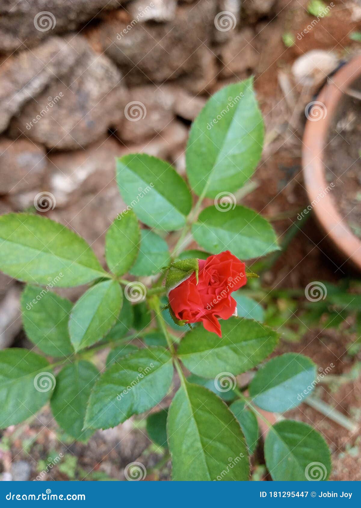 Red rose buts stock image. Image of tree, evergreen - 181295447