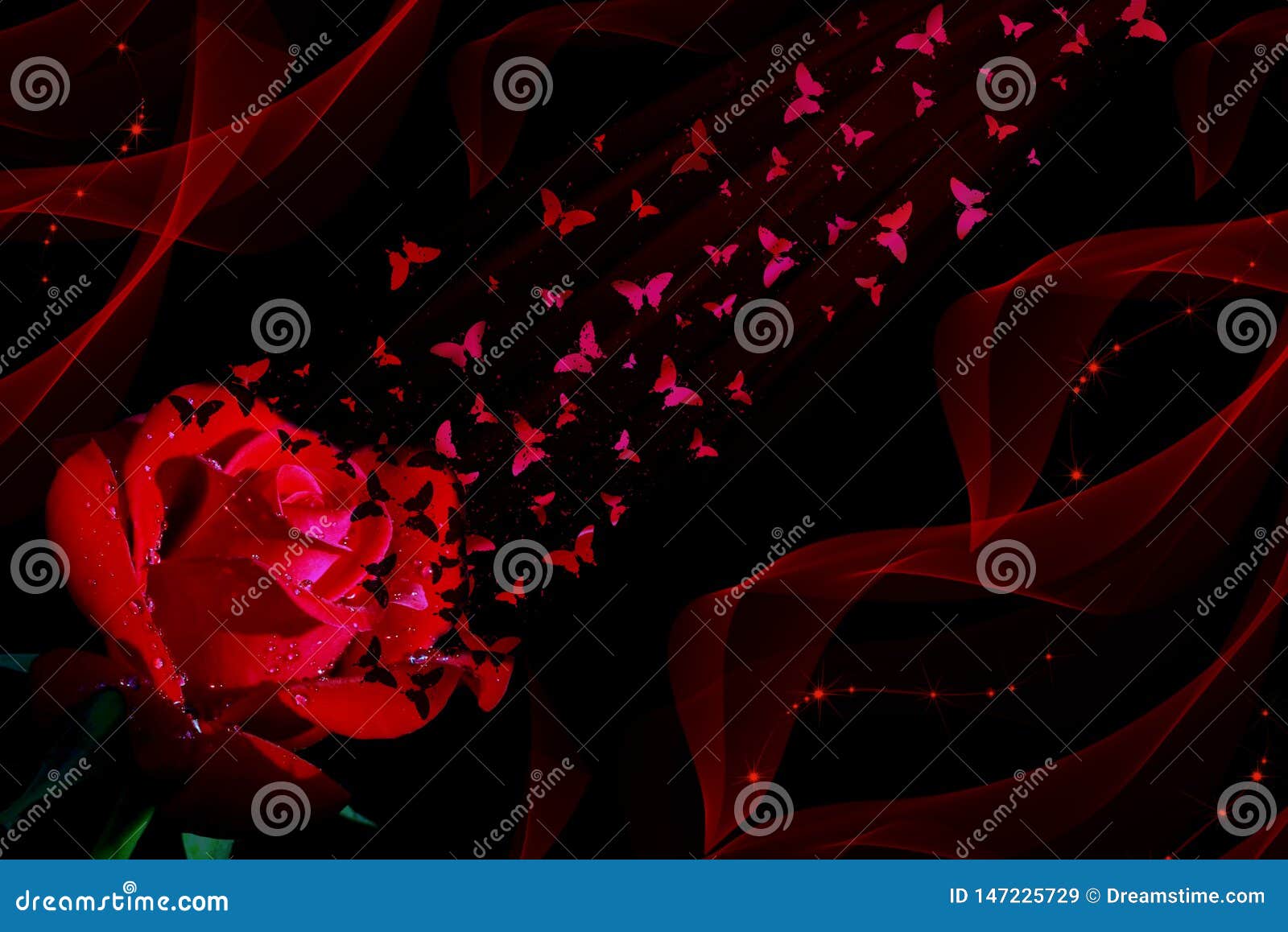 Red Rose and Butterflies on Black Background Stock Illustration ...
