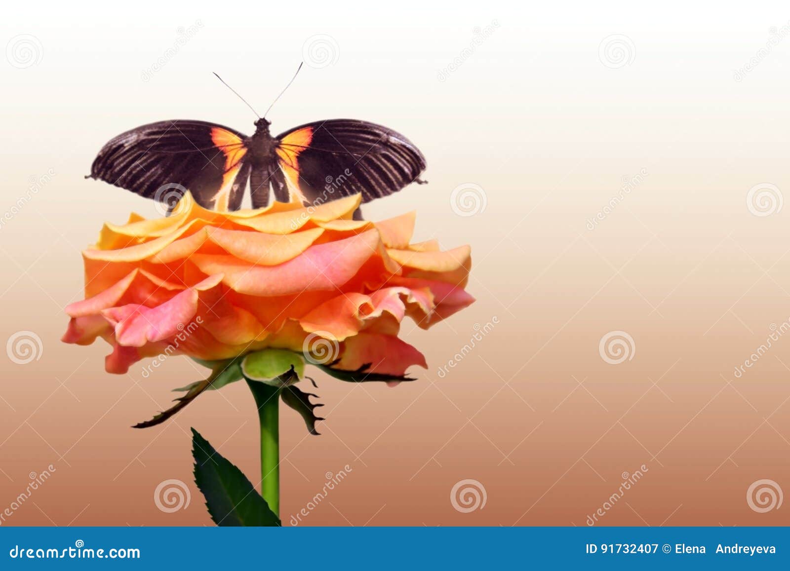 Red rose and butterfly stock image. Image of flies, butterfly - 91732407