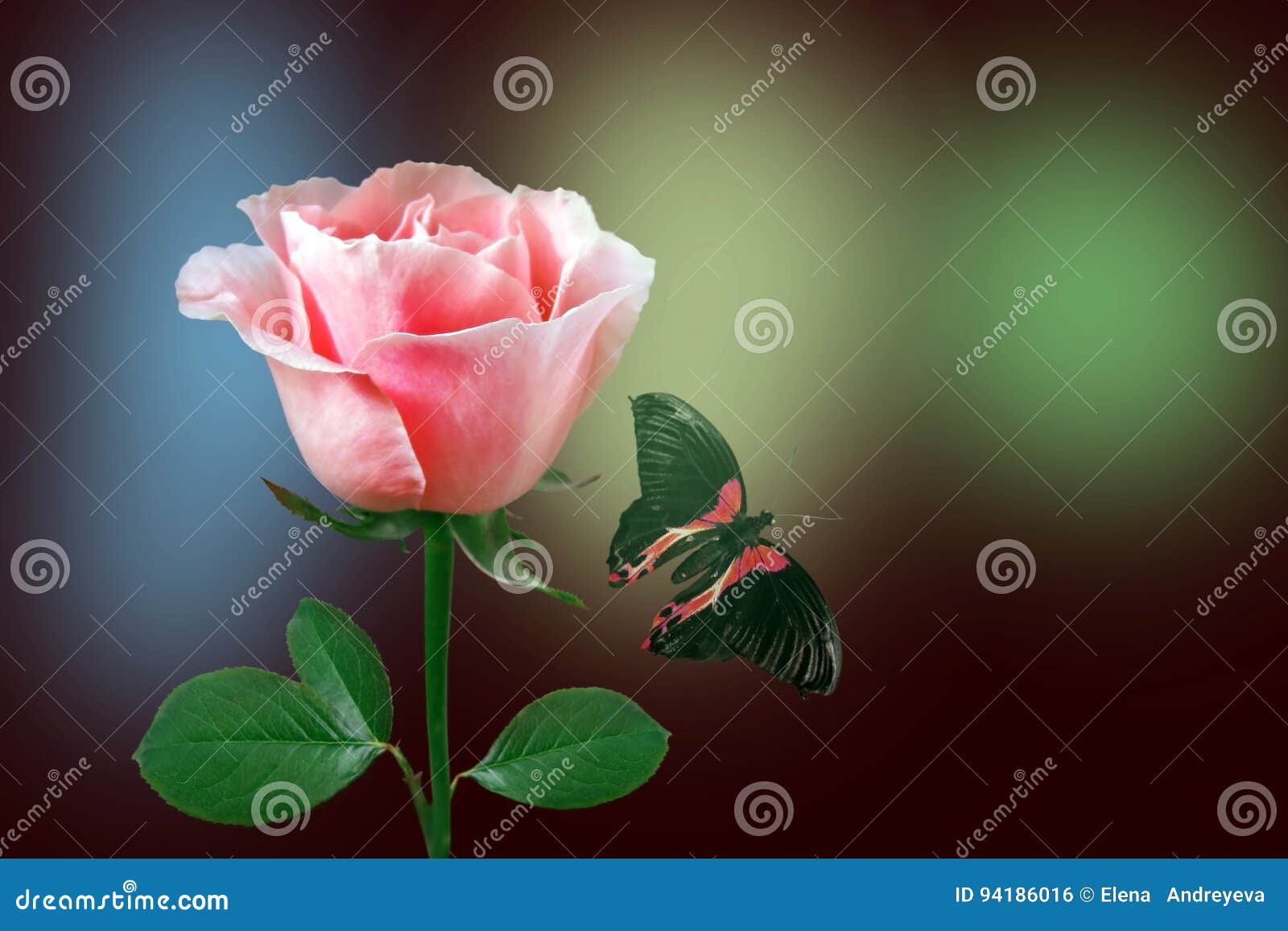 Red rose and butterfly stock photo. Image of postcard - 94186016