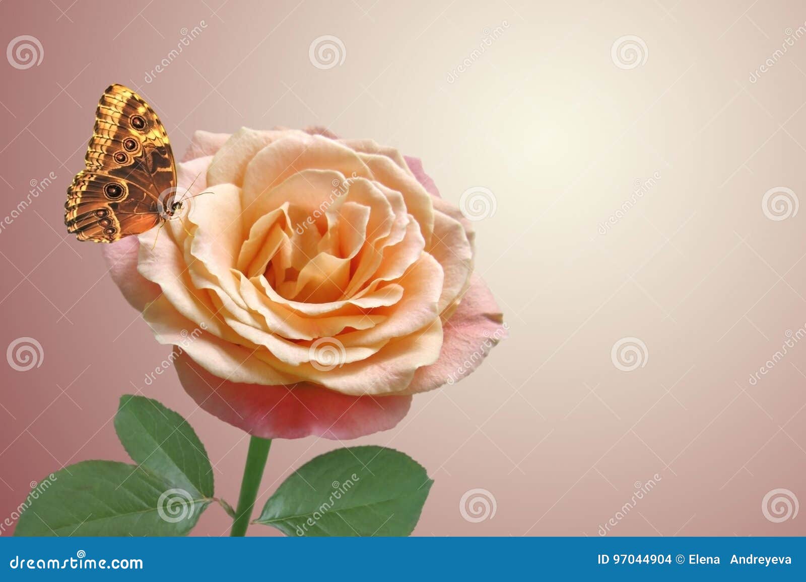 Red rose and butterfly stock photo. Image of springtime - 97044904