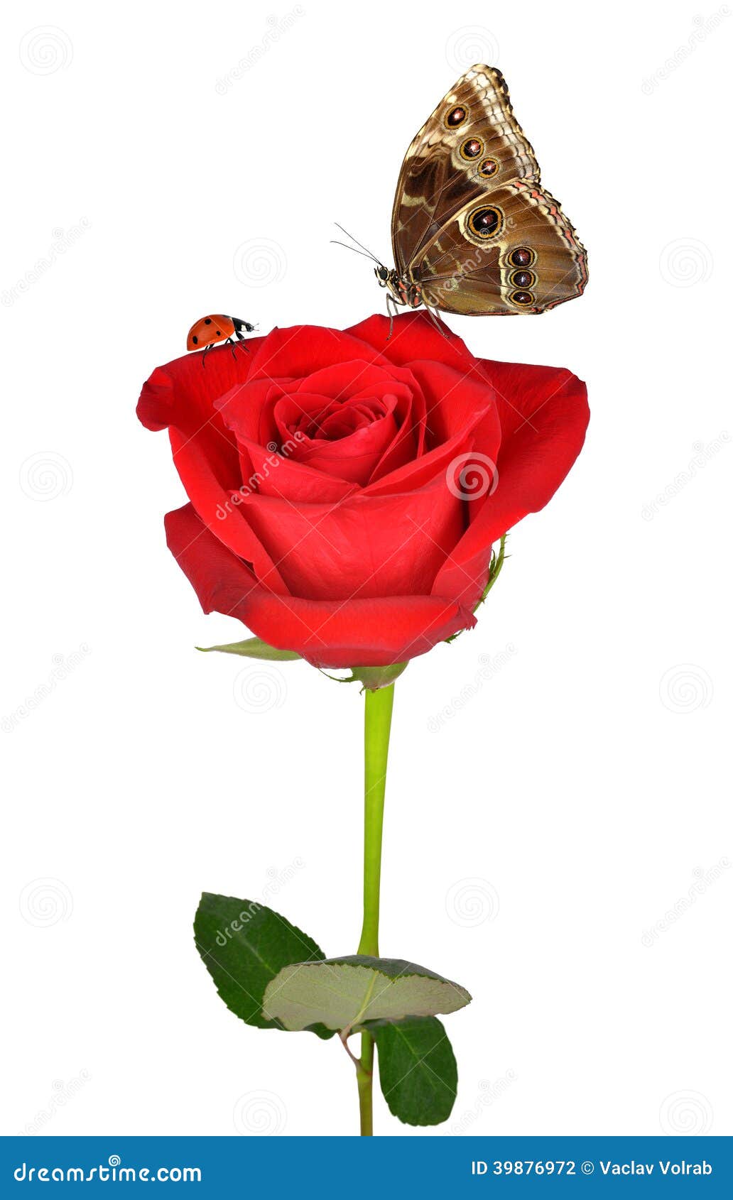 Red Rose with Butterfly and Ladybug Stock Photo - Image of botanical ...
