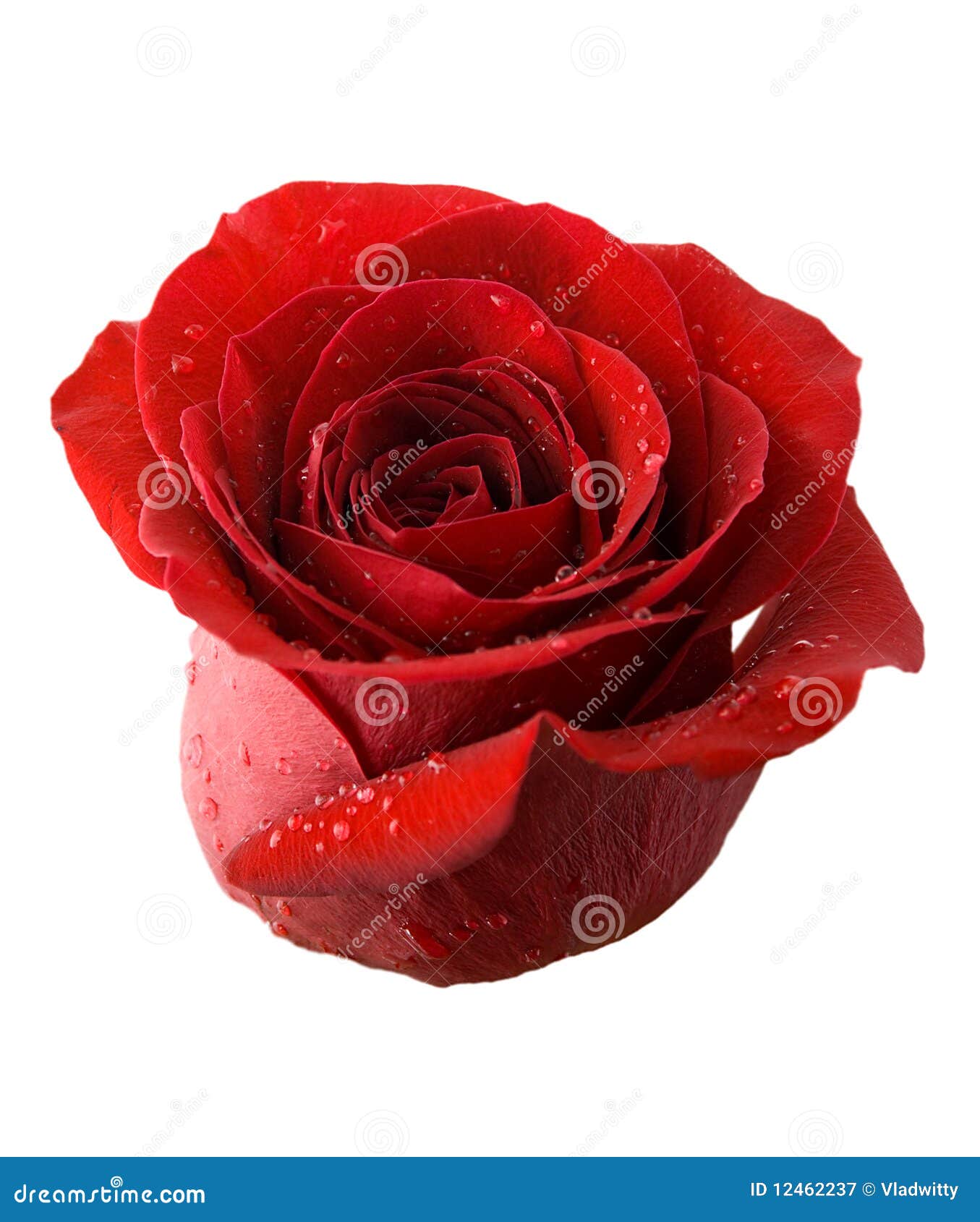 Red rose button stock image. Image of tattoo, design - 12462237