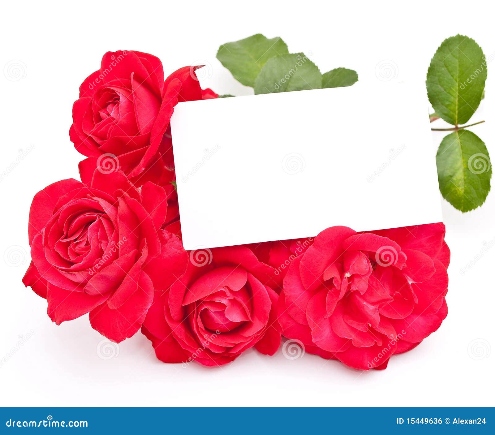 Red rose with card stock photo. Image of space, card - 15449636