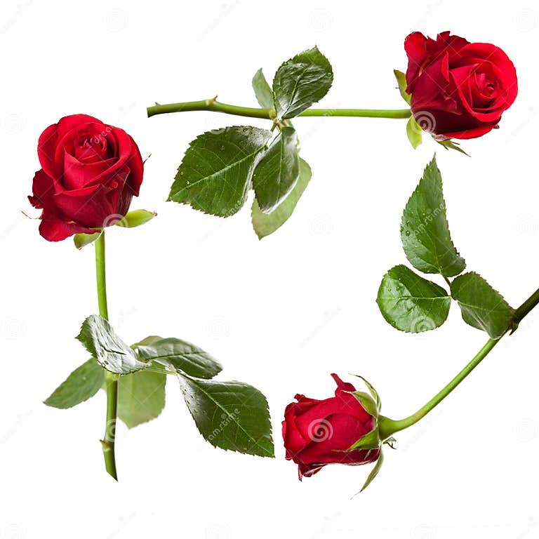 Red rose card stock photo. Image of individuality, macro - 18530000