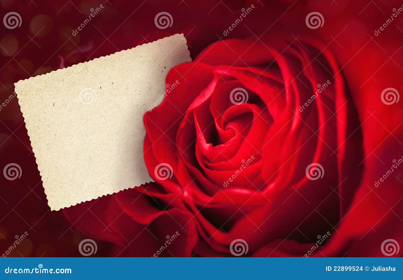 Red rose card stock photo. Image of affection, beautiful - 22899524