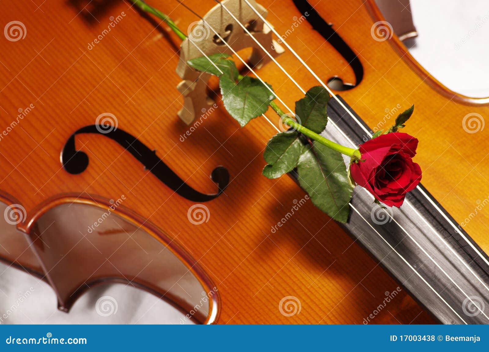 Red rose on cello stock photo. Image of string, musician - 17003438