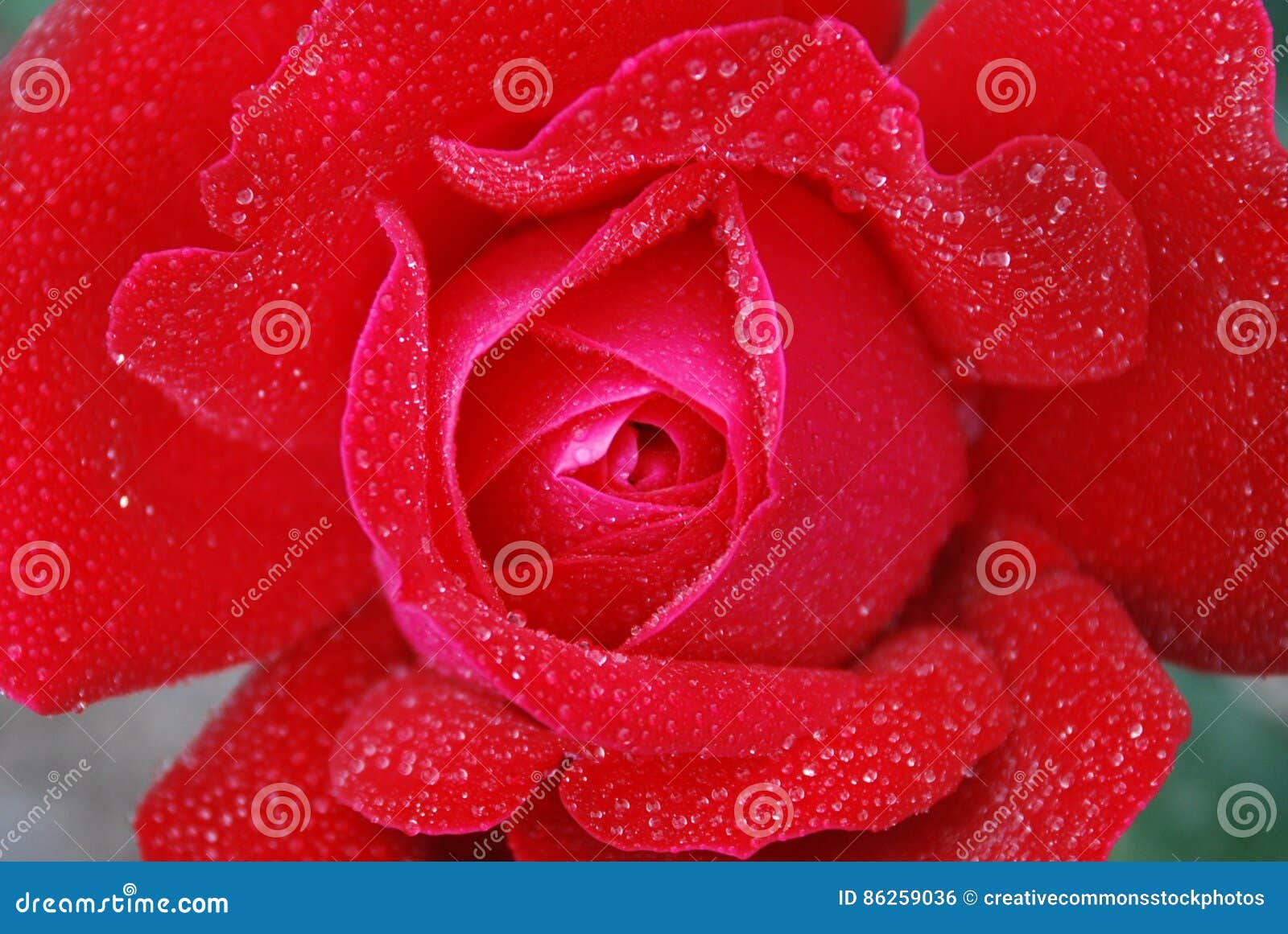 Red Rose With Clear Drop Waters Picture. Image: 86259036