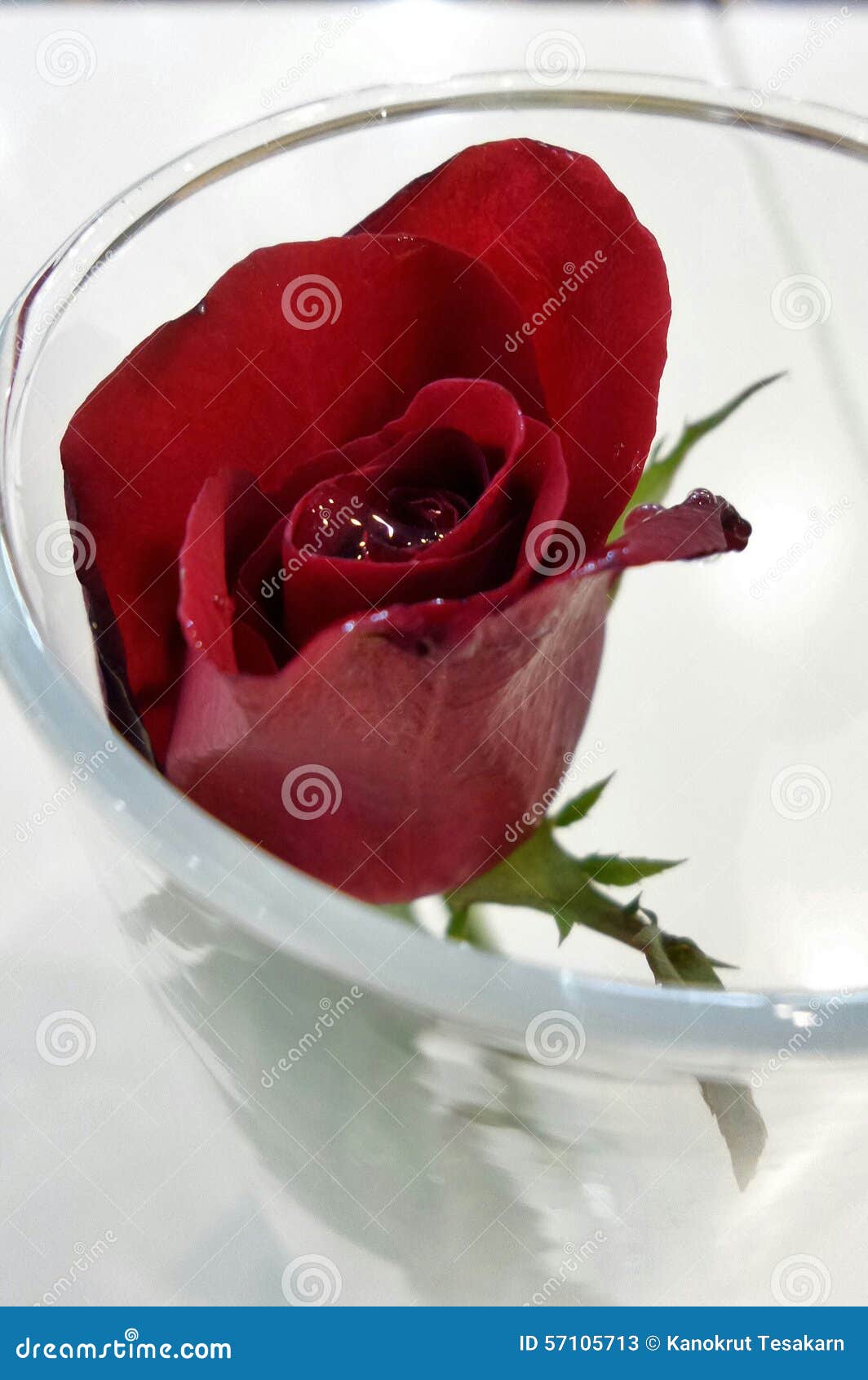 Red rose in clear glass stock image. Image of drop, special - 57105713
