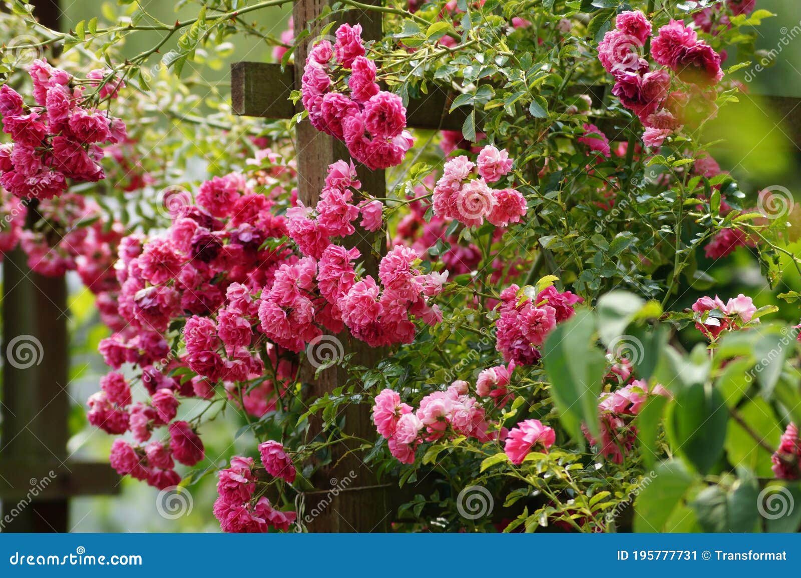Red Rose Climbing Rose Trellis - Beautiful Stock Image - Image of ...