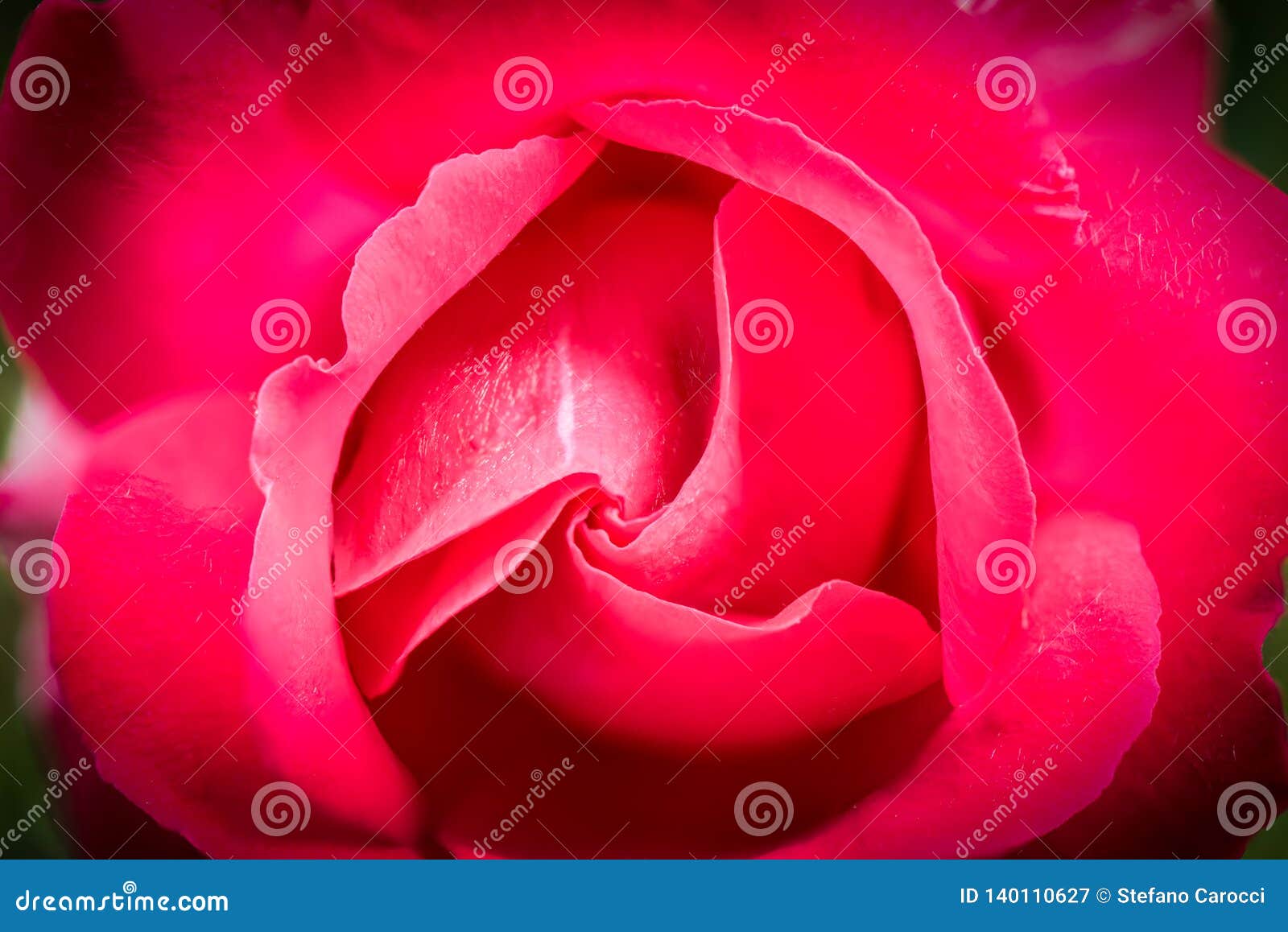 Close up of a Red Rose stock image. Image of pistil - 140110627