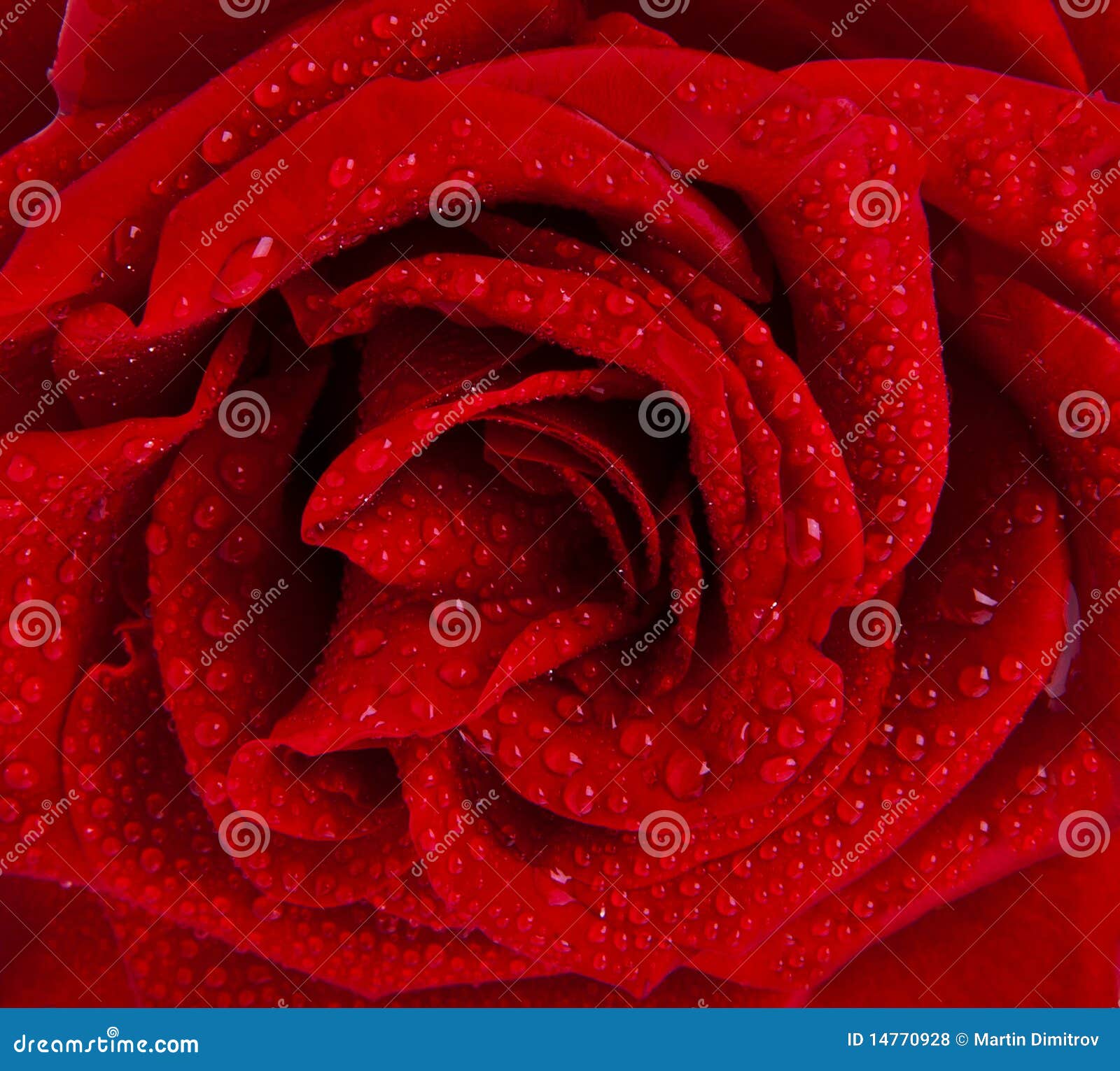 Red rose close up stock photo. Image of gift, bloom, dark - 14770928