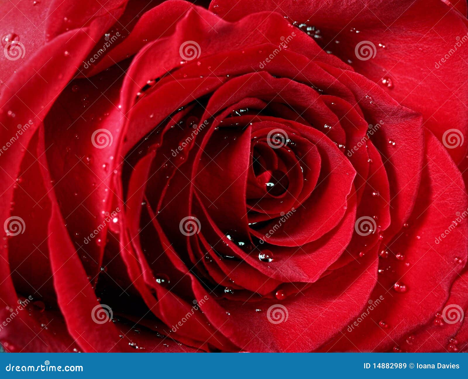 Red rose close-up stock image. Image of passion, petal - 14882989
