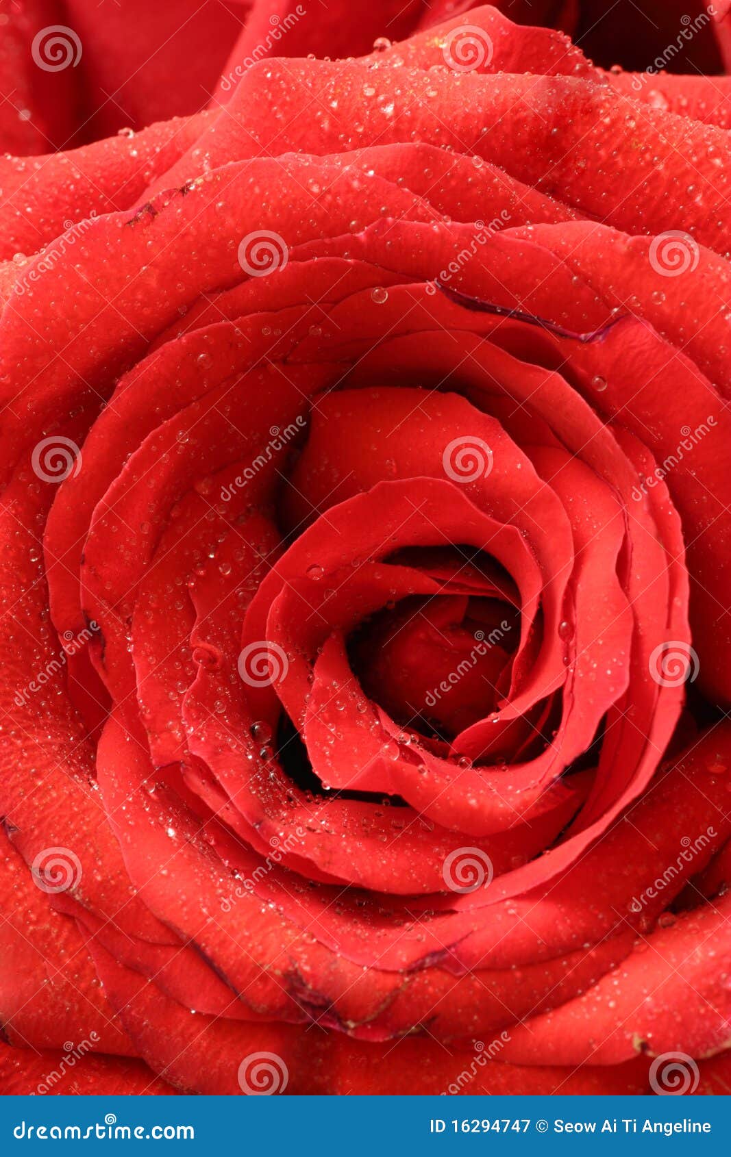 Red Rose Close-up stock image. Image of roses, rose, bloom - 16294747