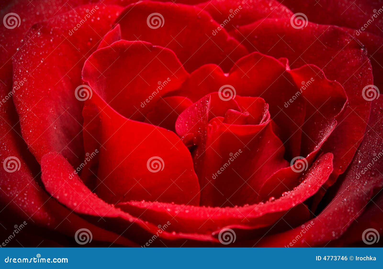 Red rose close up stock photo. Image of rose, bright, velvet - 4773746