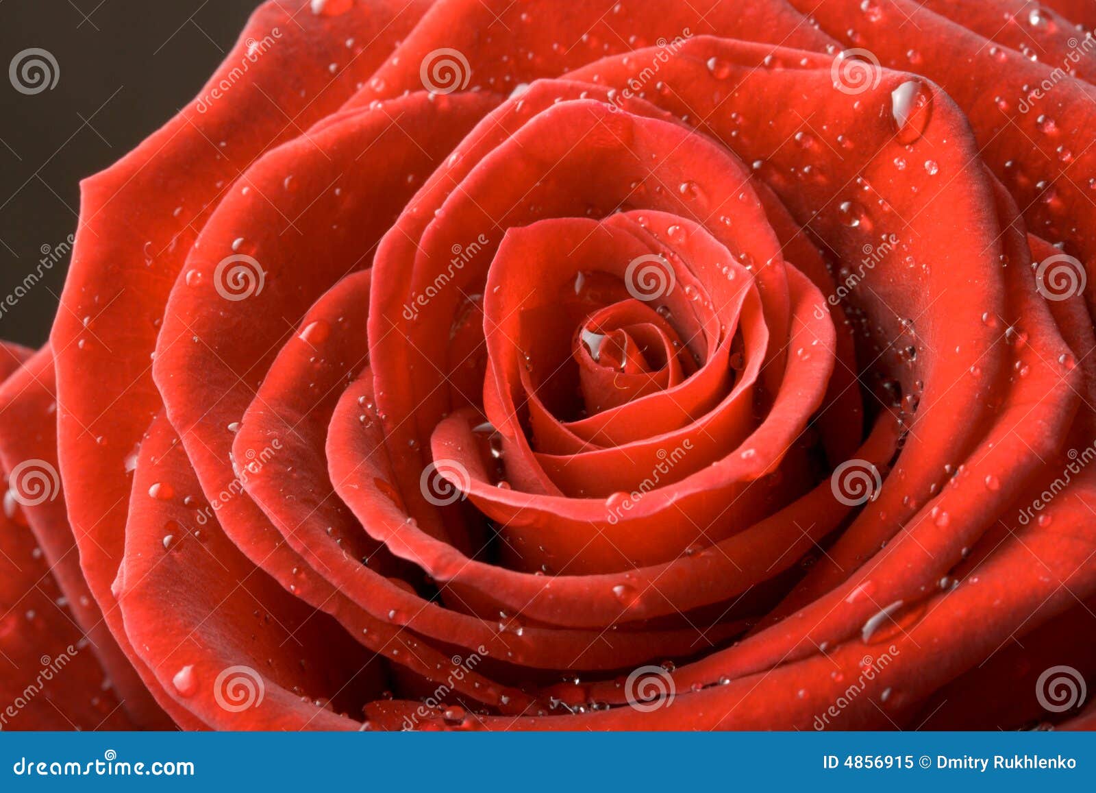 Red rose close up stock image. Image of flower, flowers - 4856915