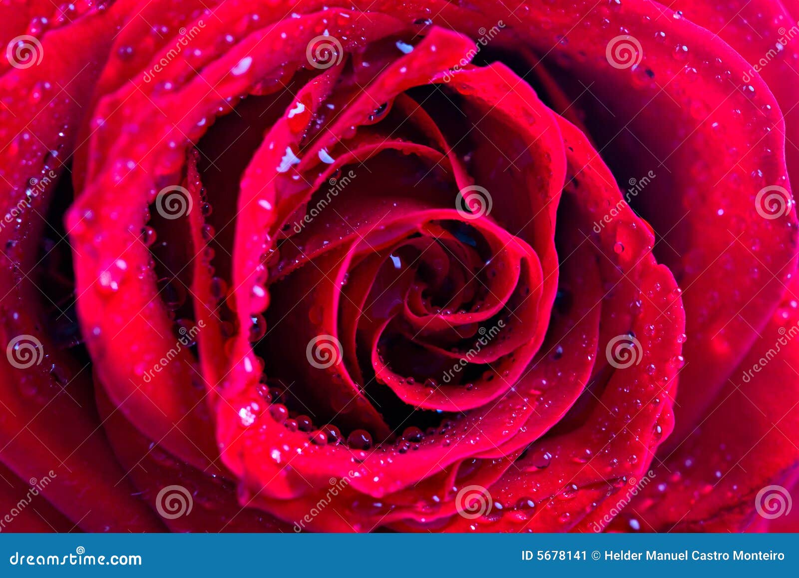 Red rose close up stock image. Image of close, fresh, garden - 5678141