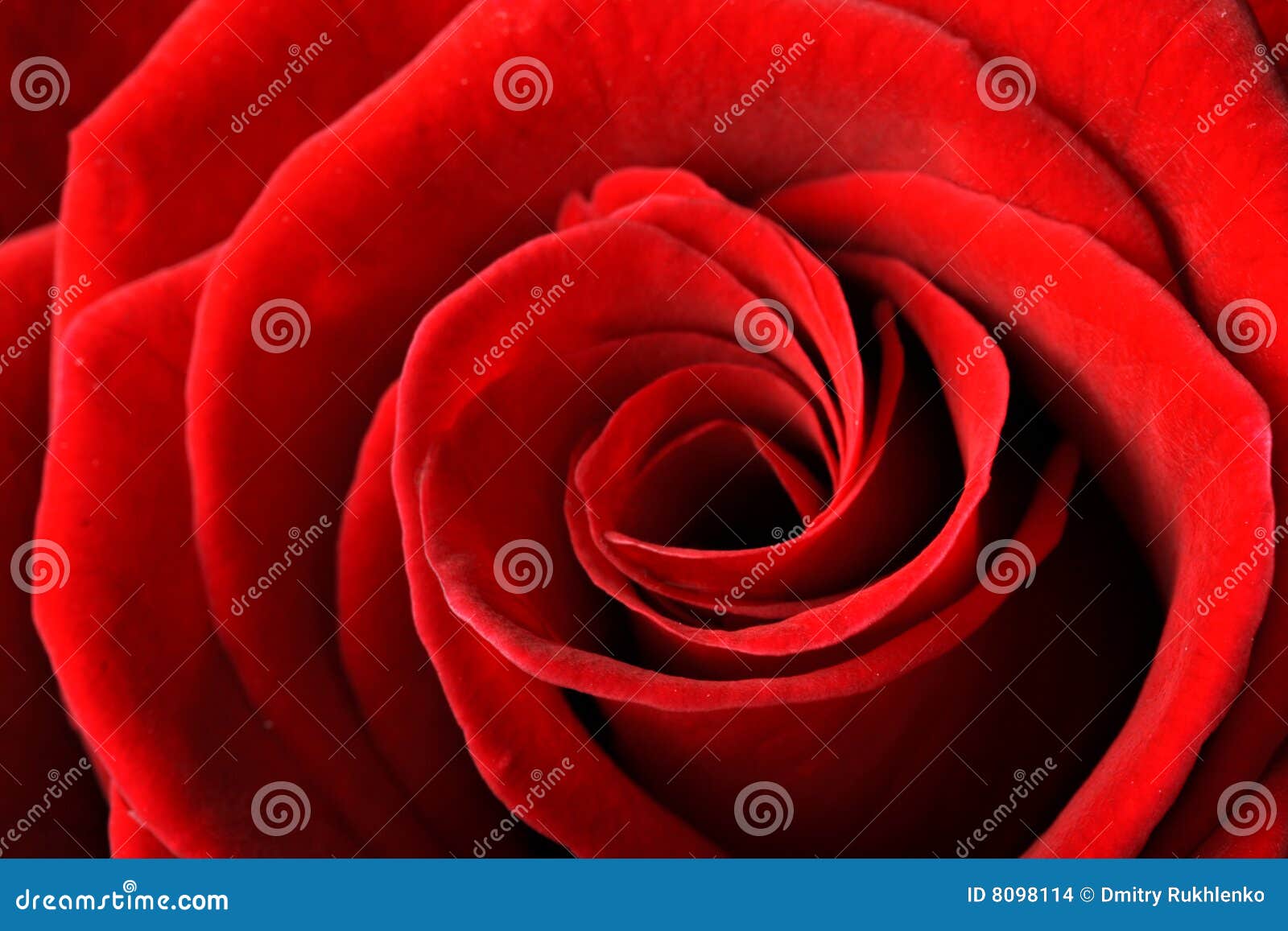 Red rose close up stock photo. Image of flowers, roses - 8098114