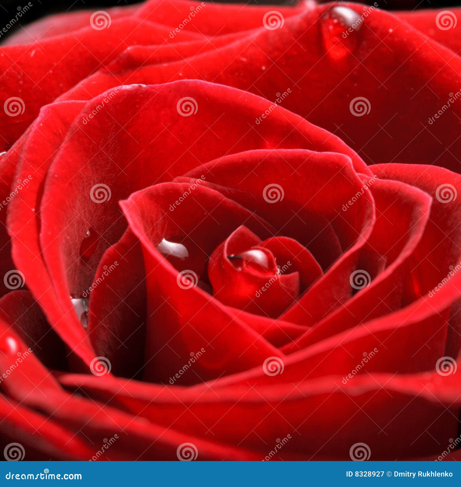 Red rose close up stock image. Image of stem, plant, flower - 8328927