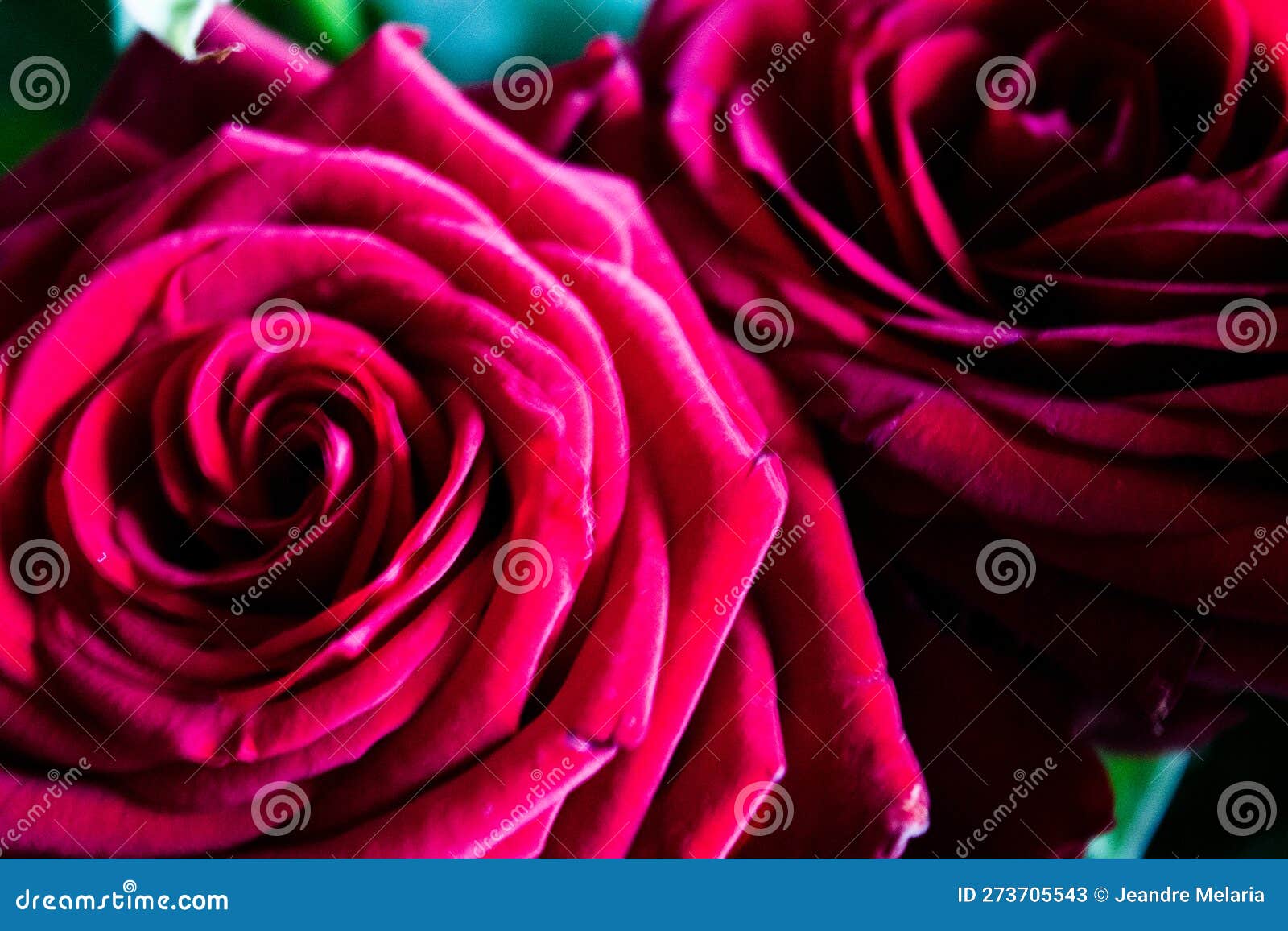 Red Rose Close Up Background. Red Rose Close Up Background Stock Image ...