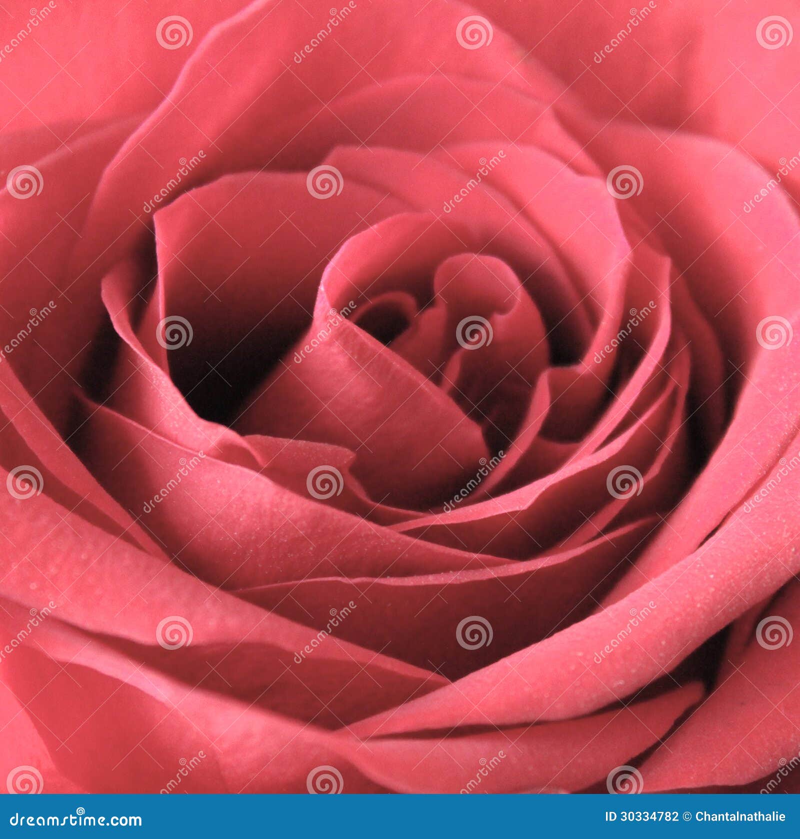 Red rose close up stock photo. Image of romantic, beauty - 30334782