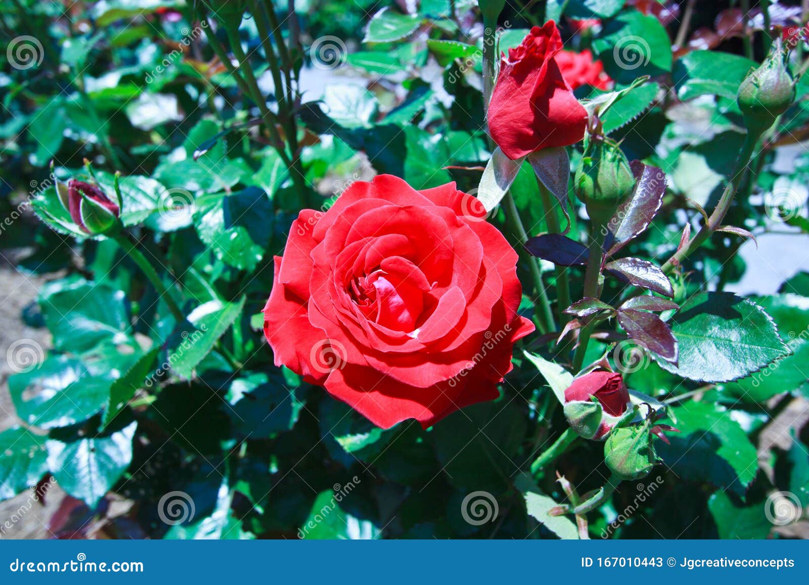 Red Rose Flowers in Sunshine Stock Image - Image of perfumes, petal ...