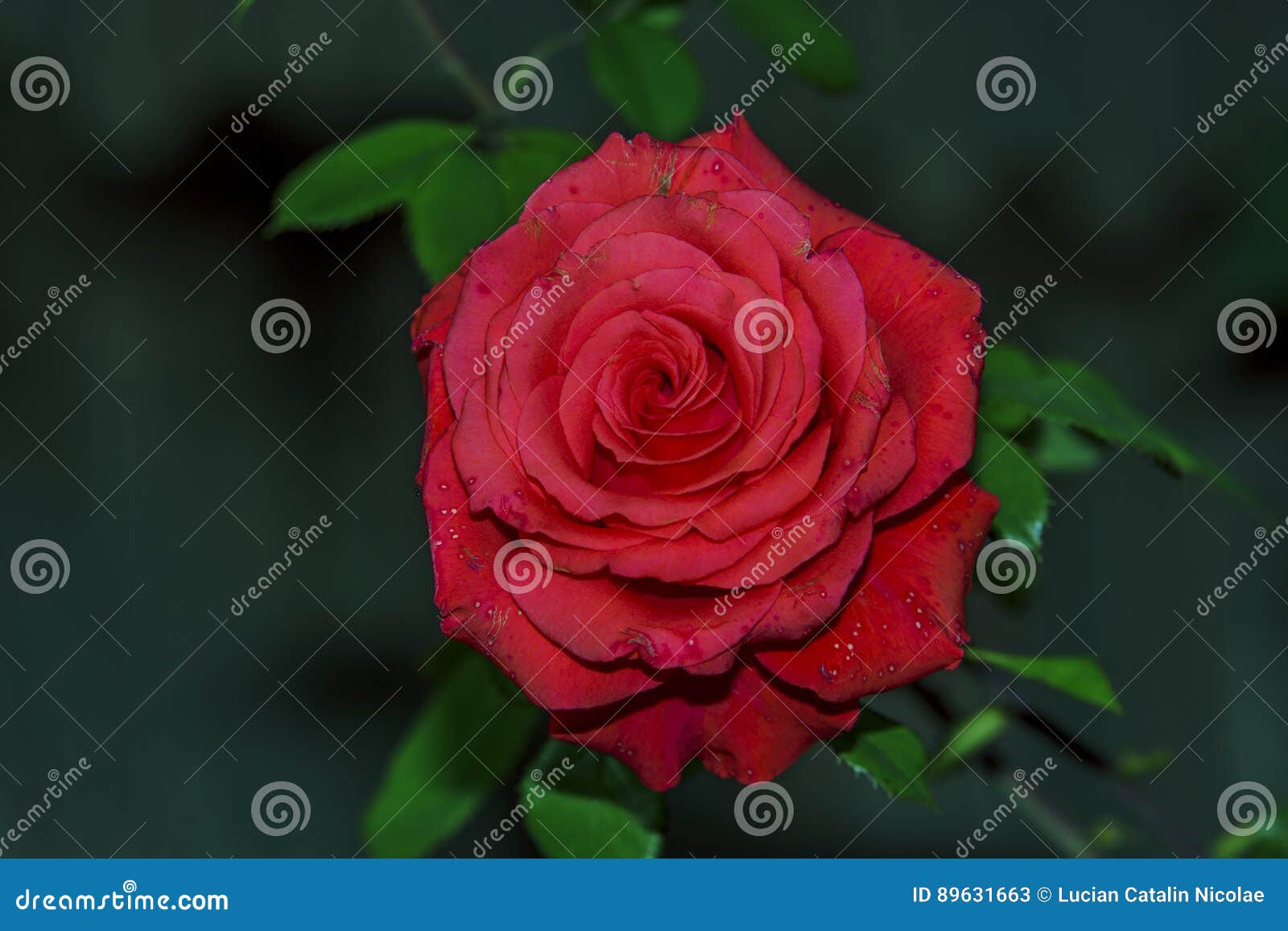 Red rose in close up stock image. Image of beauty, botanic - 89631663