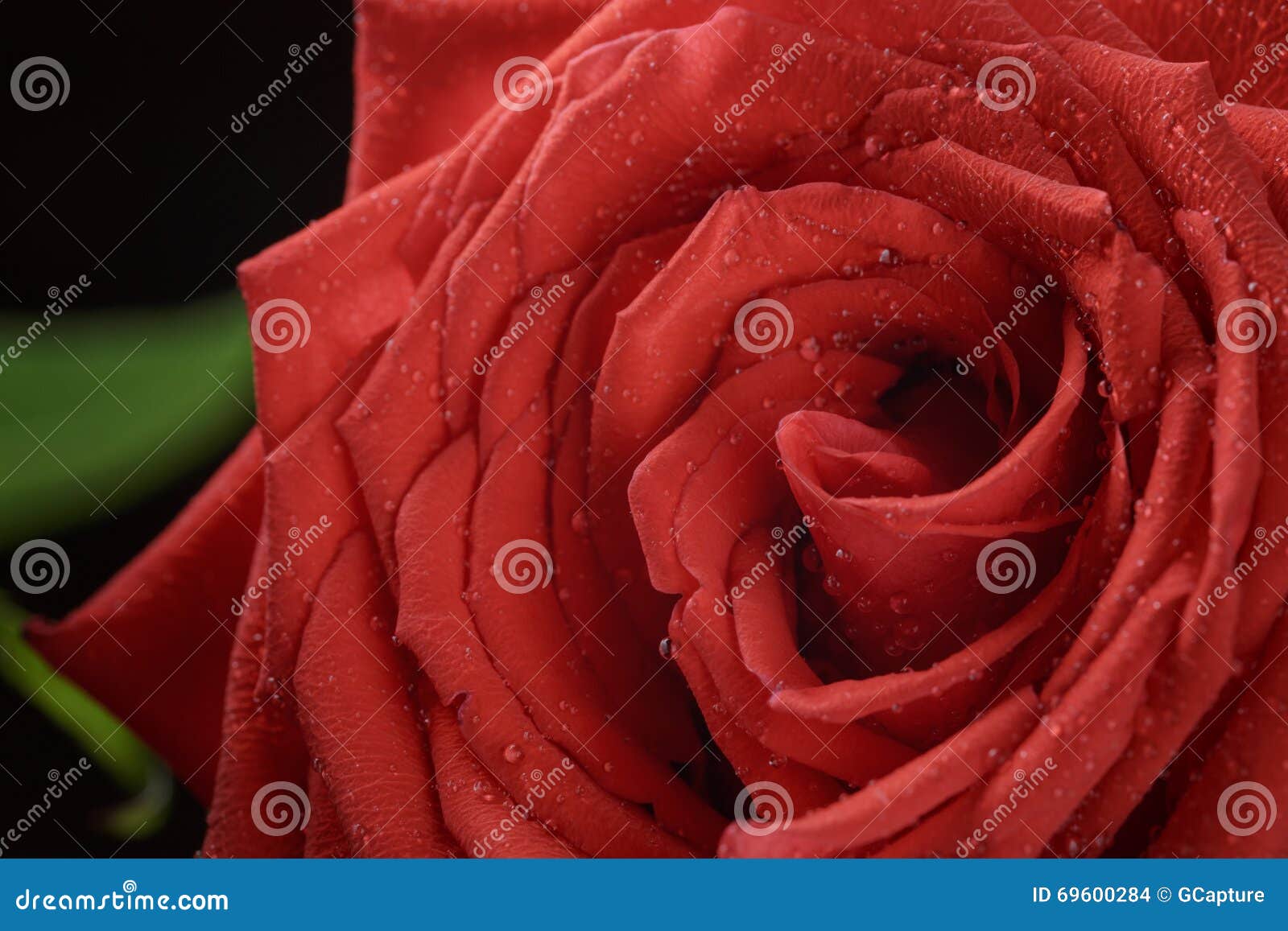 Red rose close up photo stock photo. Image of bloom, flower - 69600284