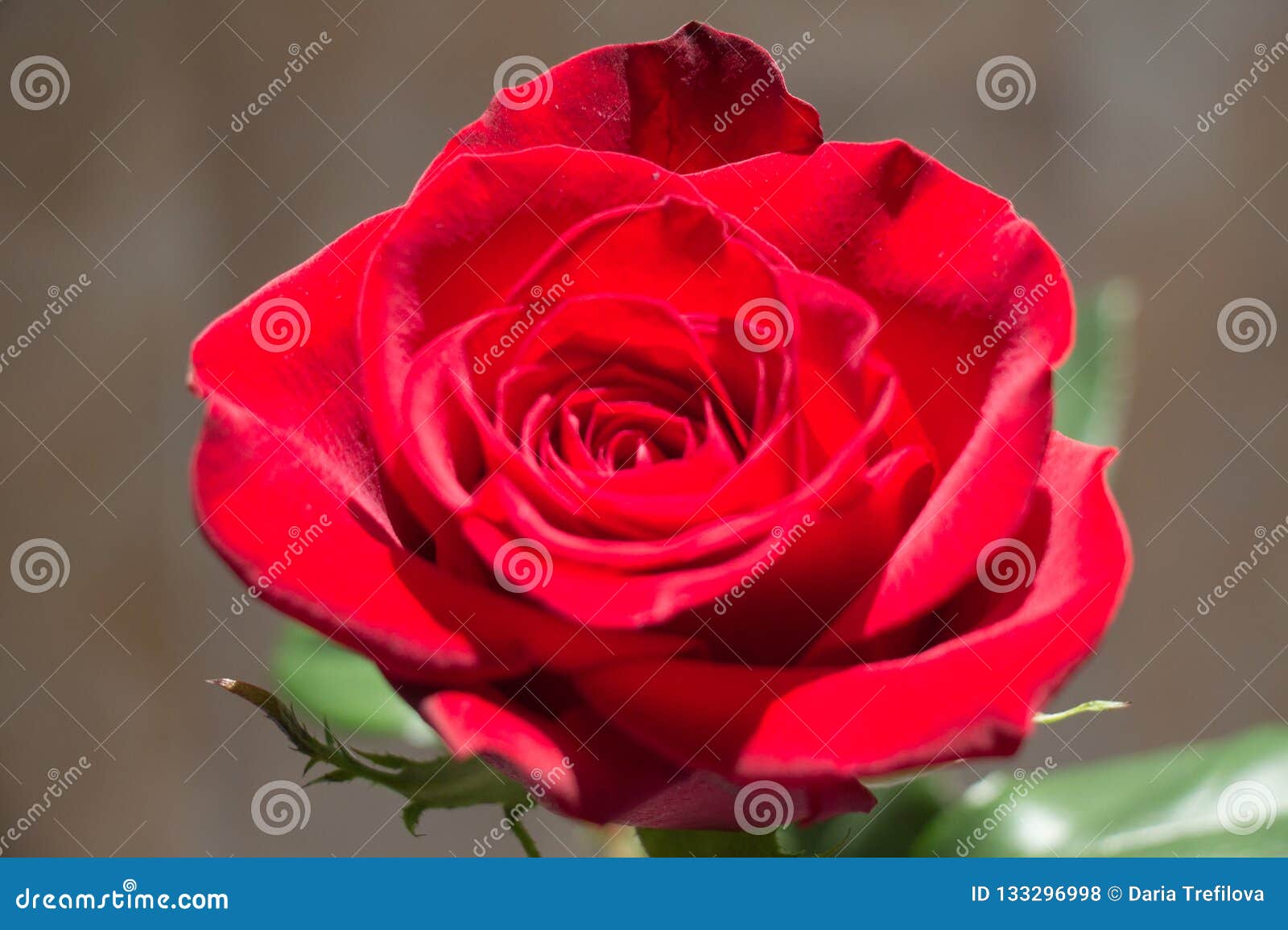 Red Rose Close Up. Top View of Red Rose Bud Opening Stock Photo - Image ...