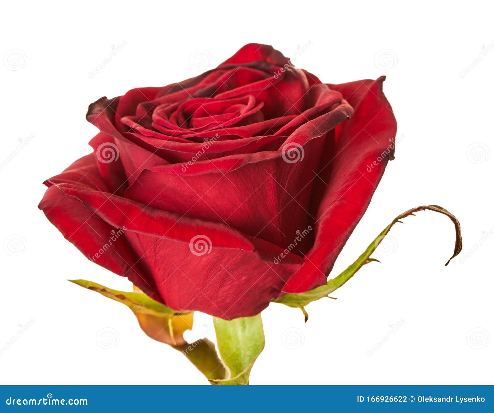 Red rose close-up stock photo. Image of nature, card - 166926622