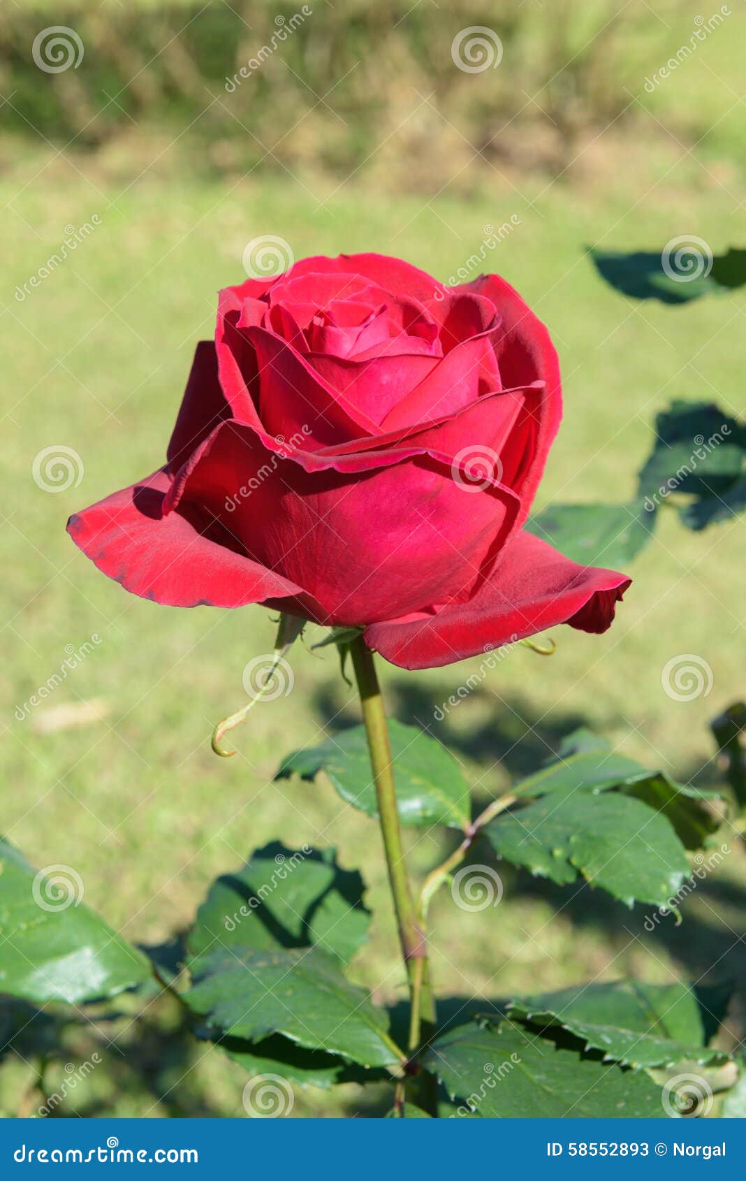 Red rose stock image. Image of plant, rose, leaf, leaves - 58552893