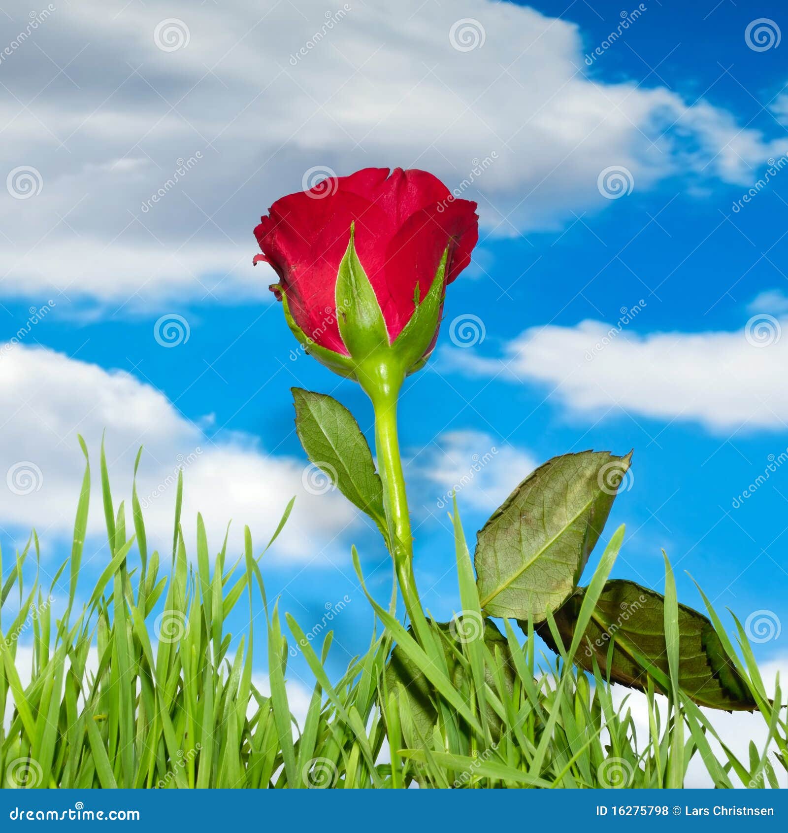 Red rose and clouds stock photo. Image of blossom, macro - 16275798