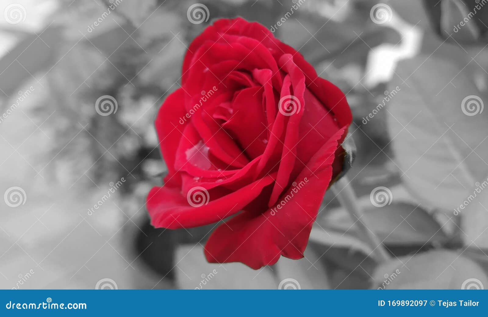 Red Rose Color Splash In Landscape Royalty-Free Stock Photo ...