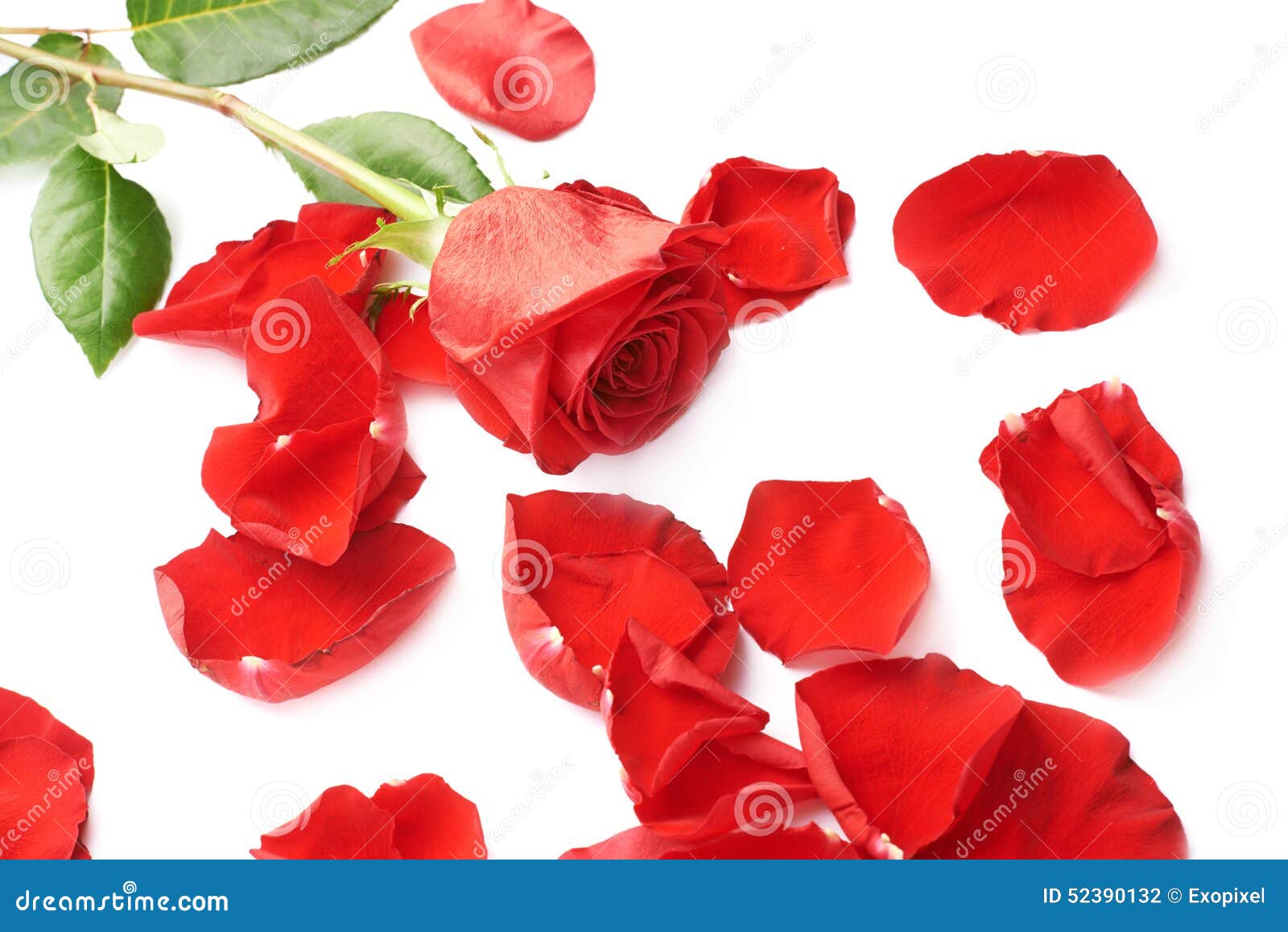 Red rose composition stock photo. Image of passion, event - 52390132