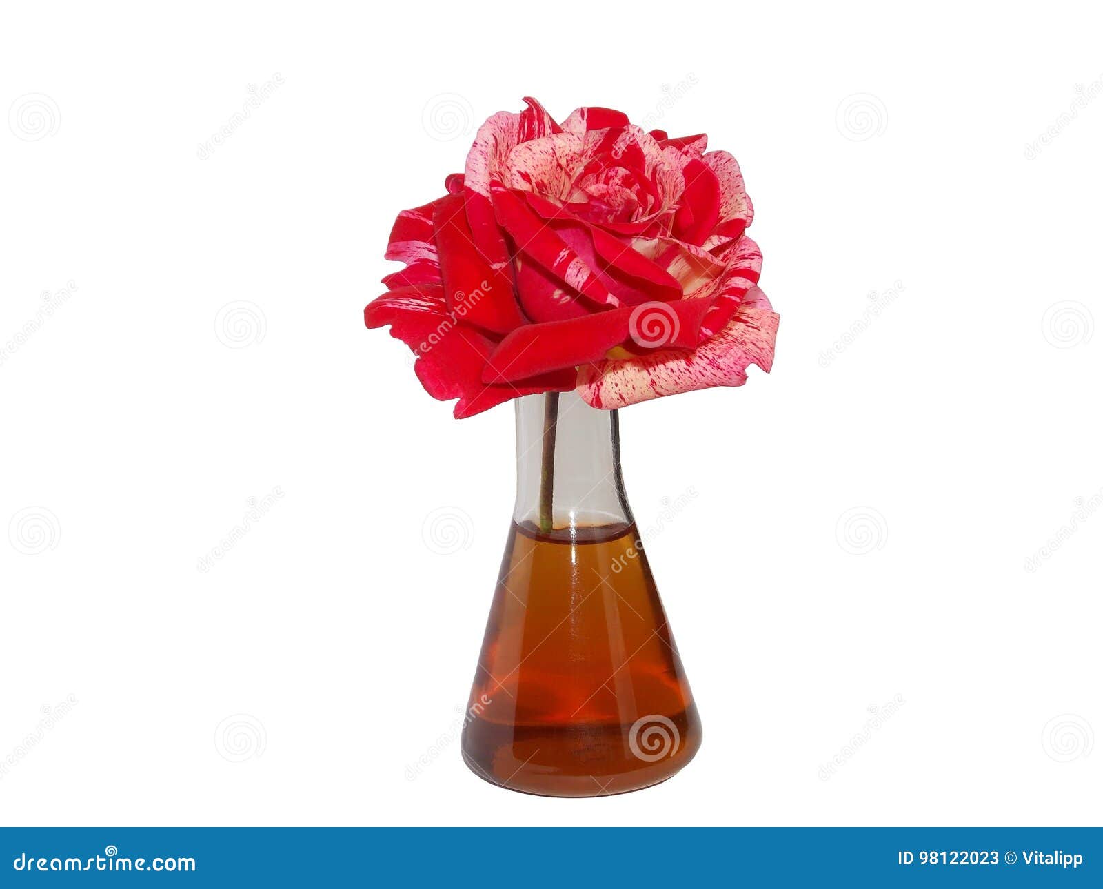 Red Rose in the Conical Flask Stock Image - Image of rose, flask: 98122023