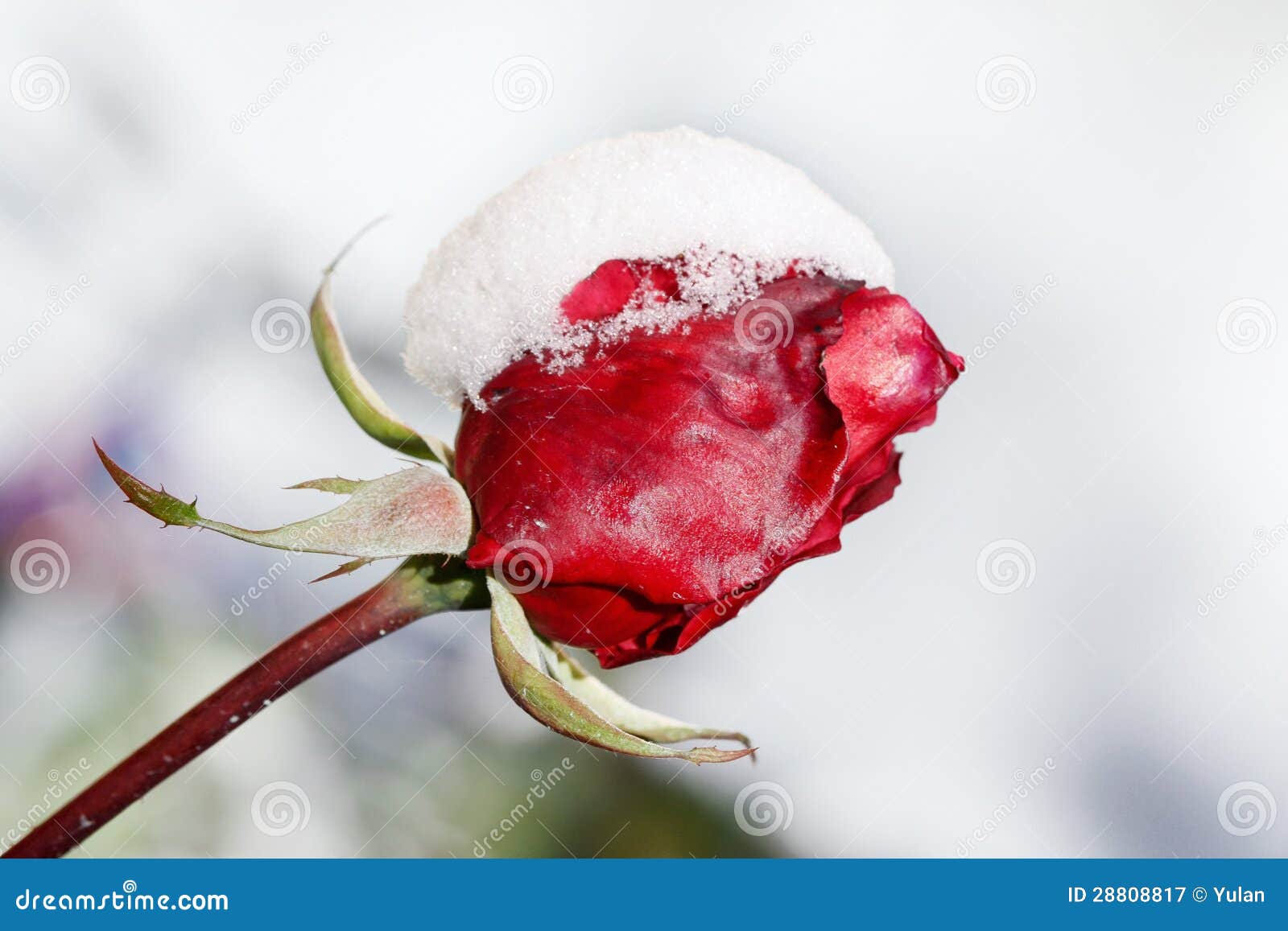 Red rose covered with Snow stock image. Image of herb - 28808817