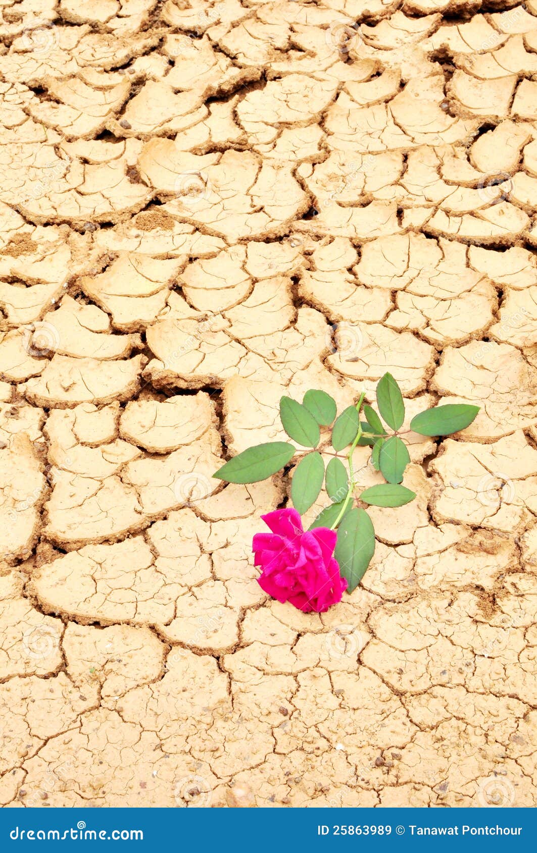 Red rose on cracked ground stock image. Image of erosion - 25863989