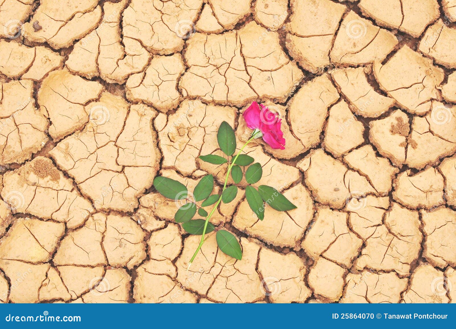 Red rose on cracked ground stock photo. Image of land - 25864070