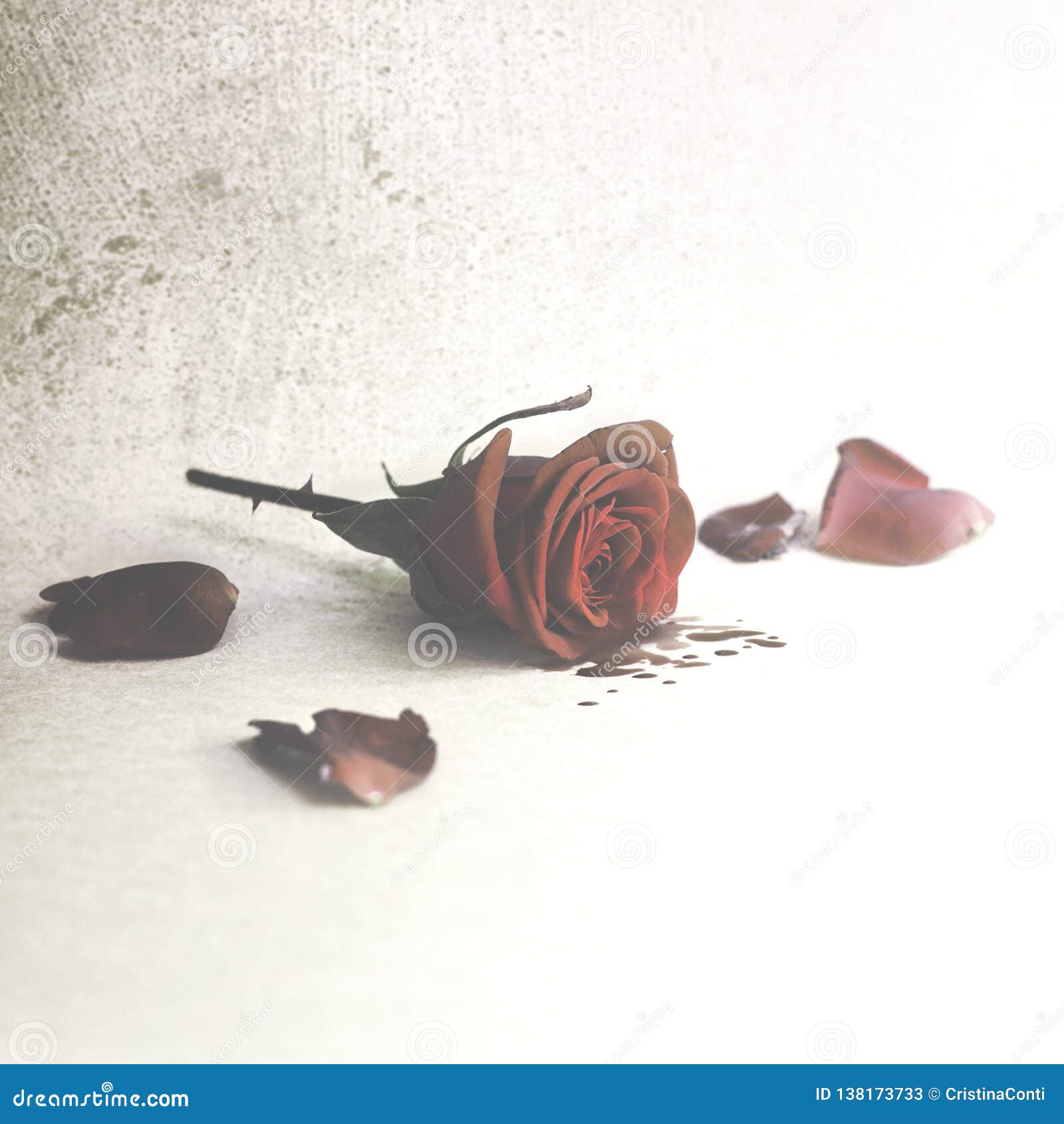Rose Crying Blood from the Petals, Wounded Love Stock Image - Image of ...