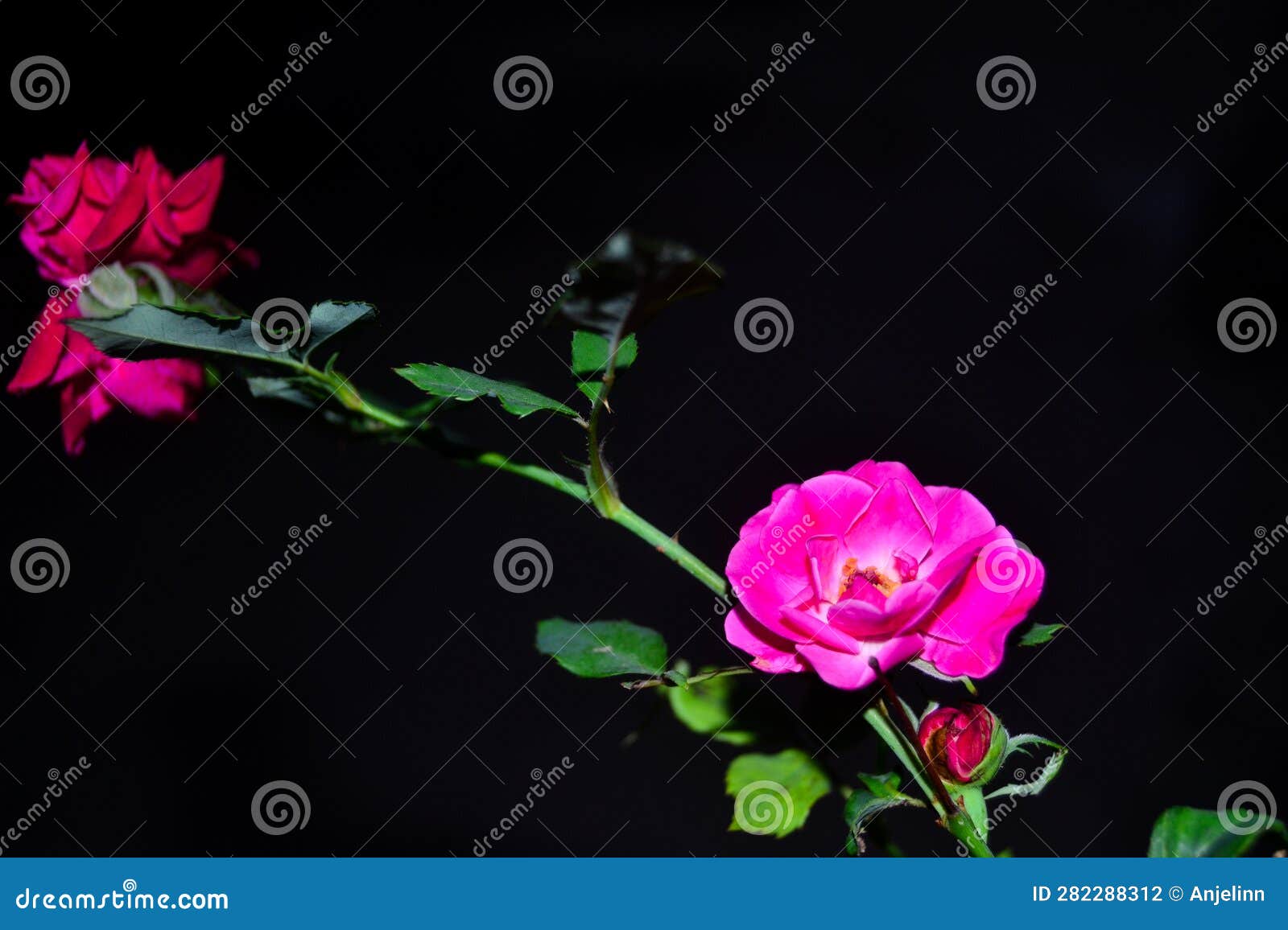 Red rose in the dark night stock photo. Image of rose - 282288312