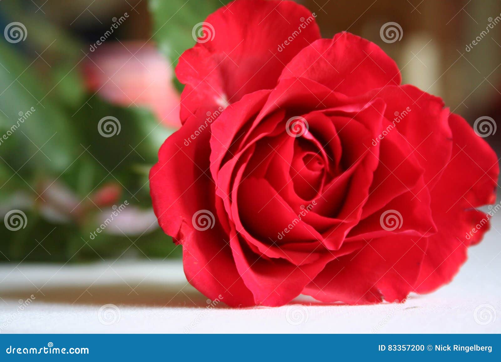 Red rose on a desk stock photo. Image of desk, rose, green - 83357200