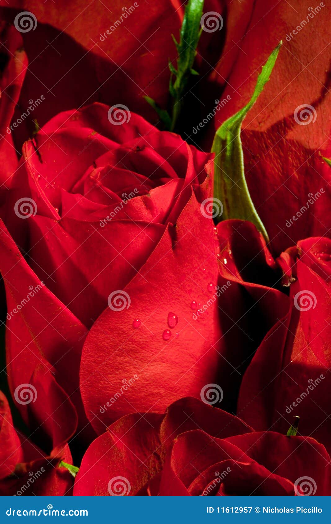 Red Rose Detail stock image. Image of close, freshness - 11612957