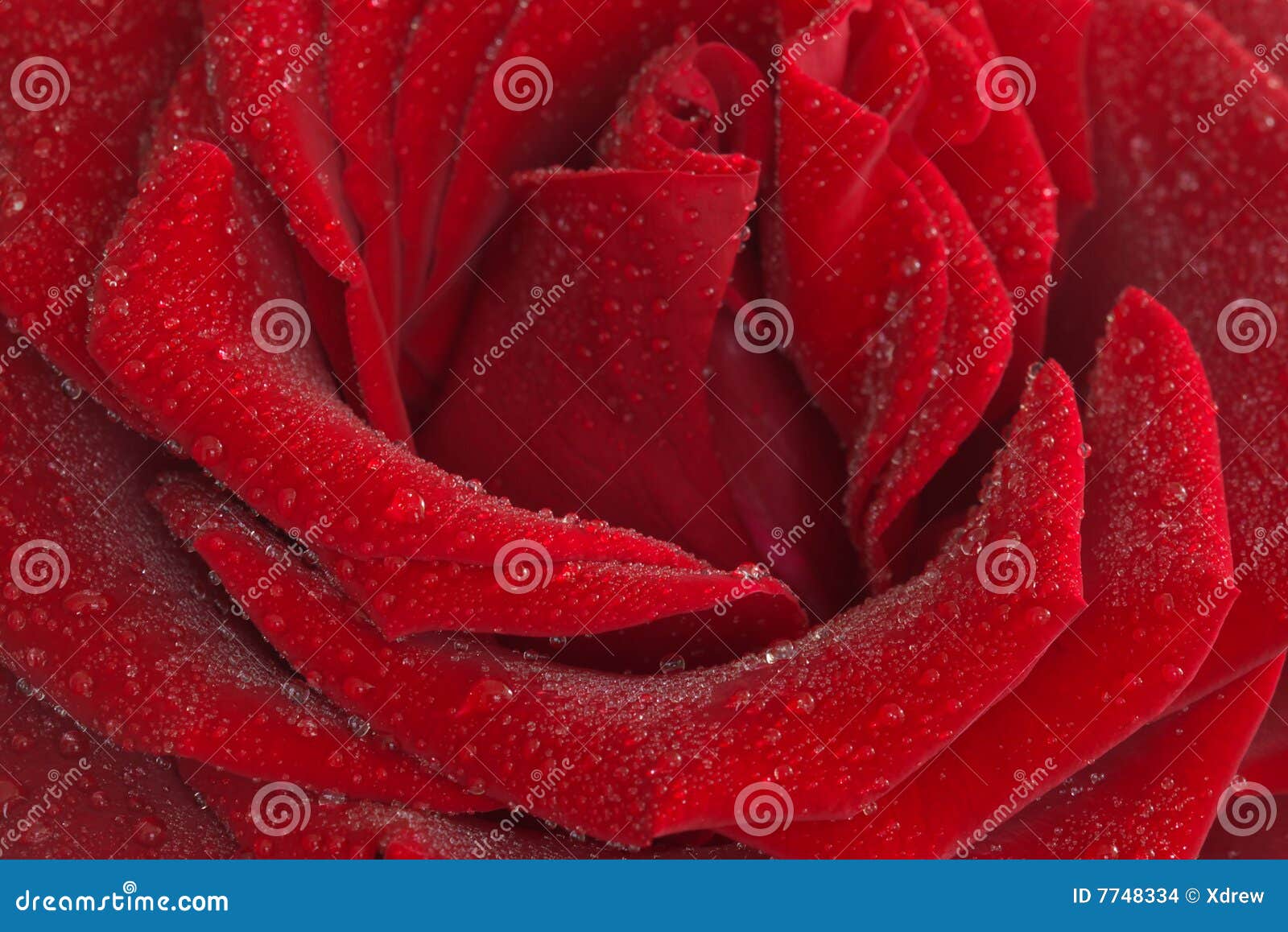 Red rose detail stock photo. Image of petals, flora, fresh - 7748334