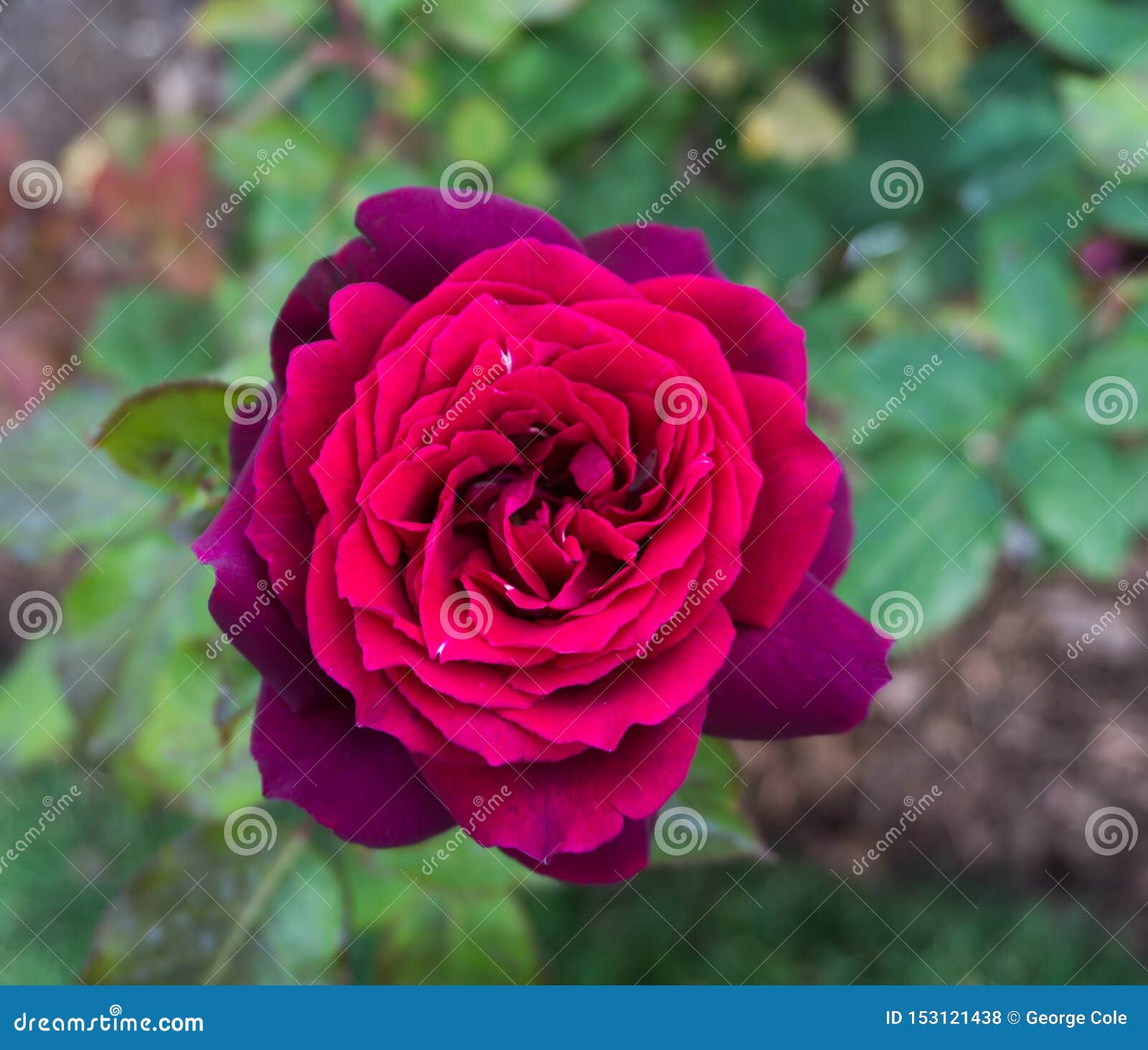 Red Rose Detail stock photo. Image of rose, garden, summer - 153121438